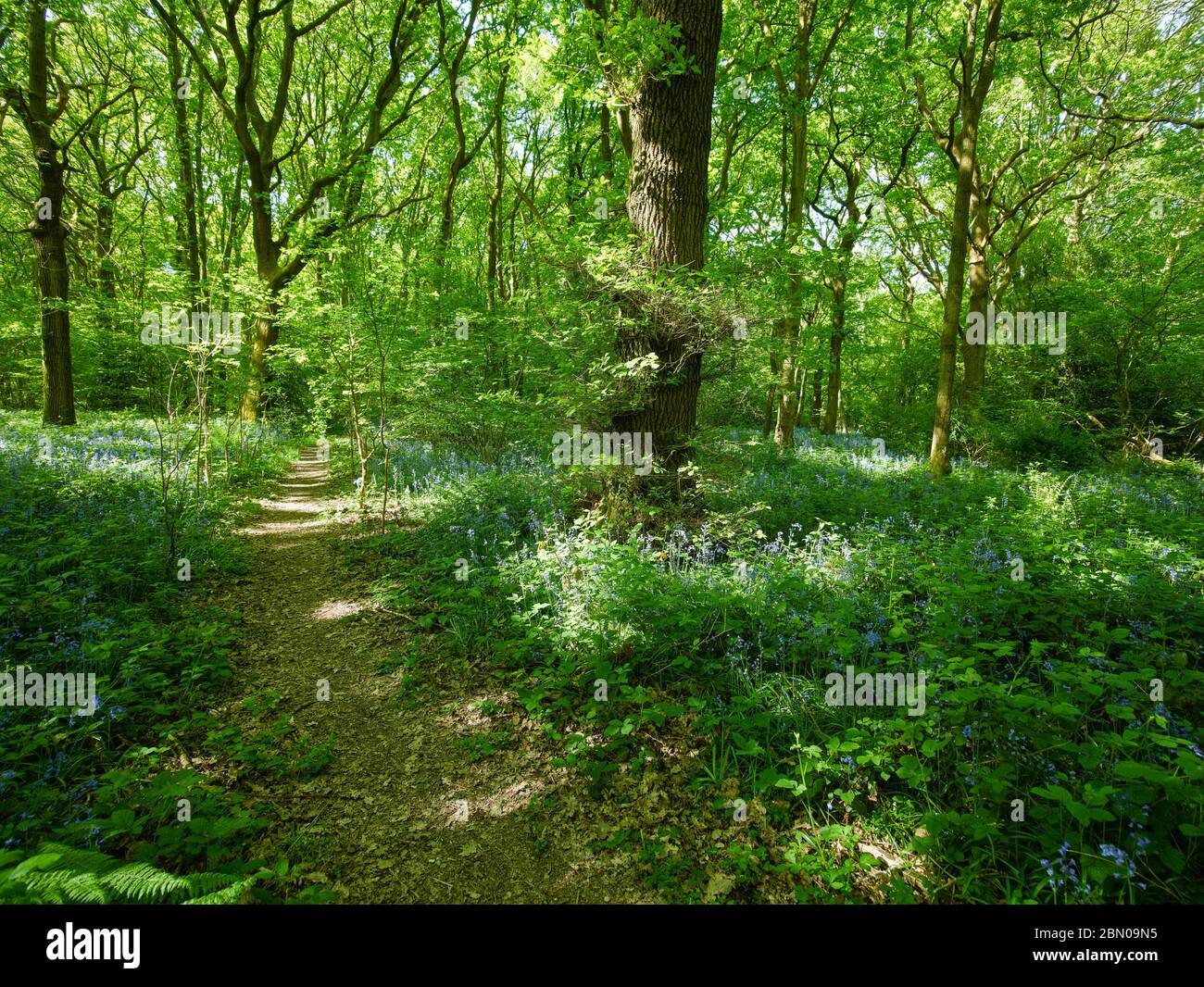 Woodland path through spring woods with leaves just returning Stock ...