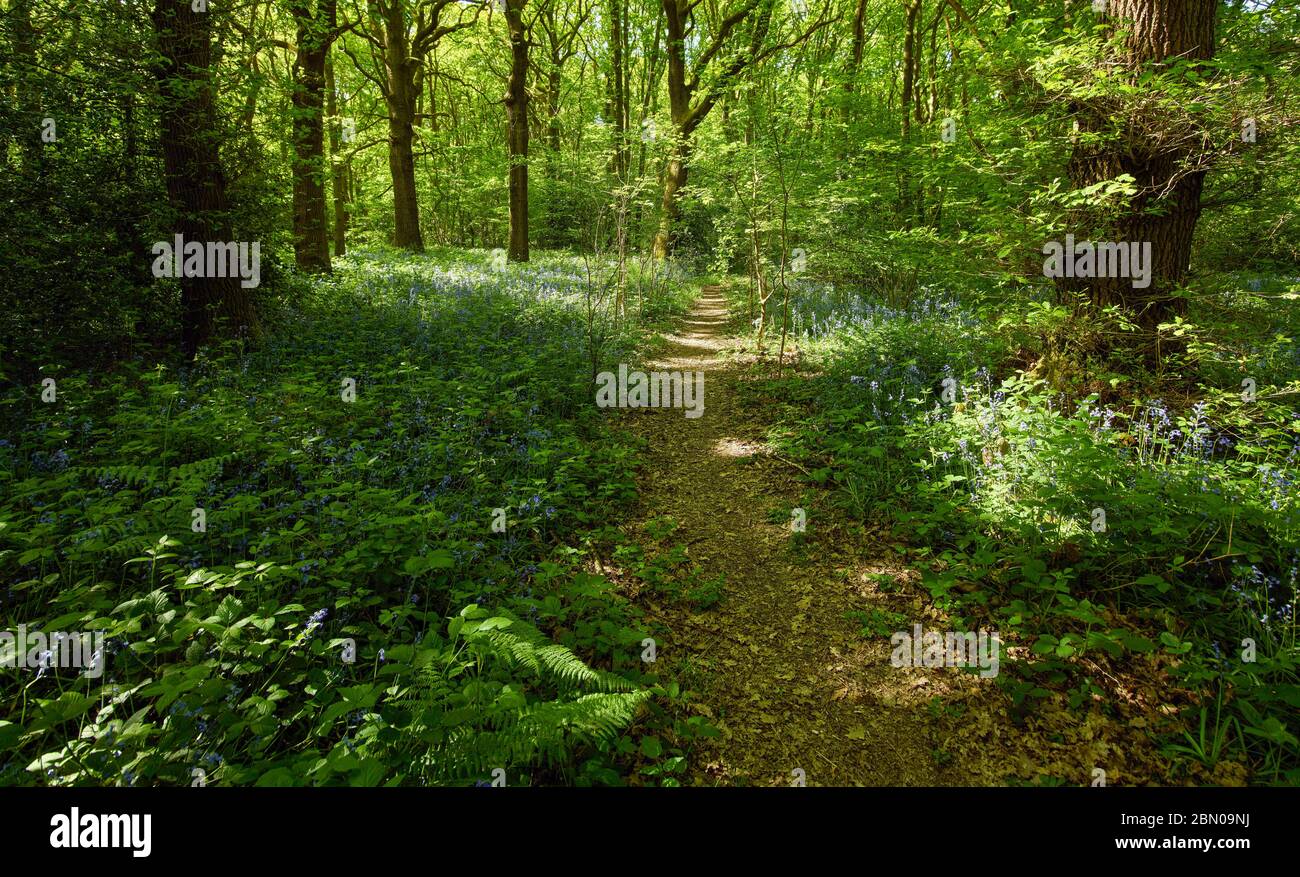 Woodland path through spring woods with leaves just returning Stock ...