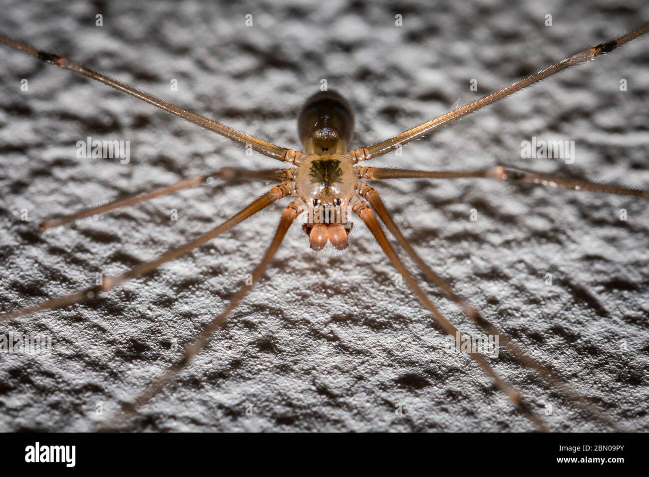 Daddy long-legs spider (Pholcus phalangioides) or longbodied cellar ...