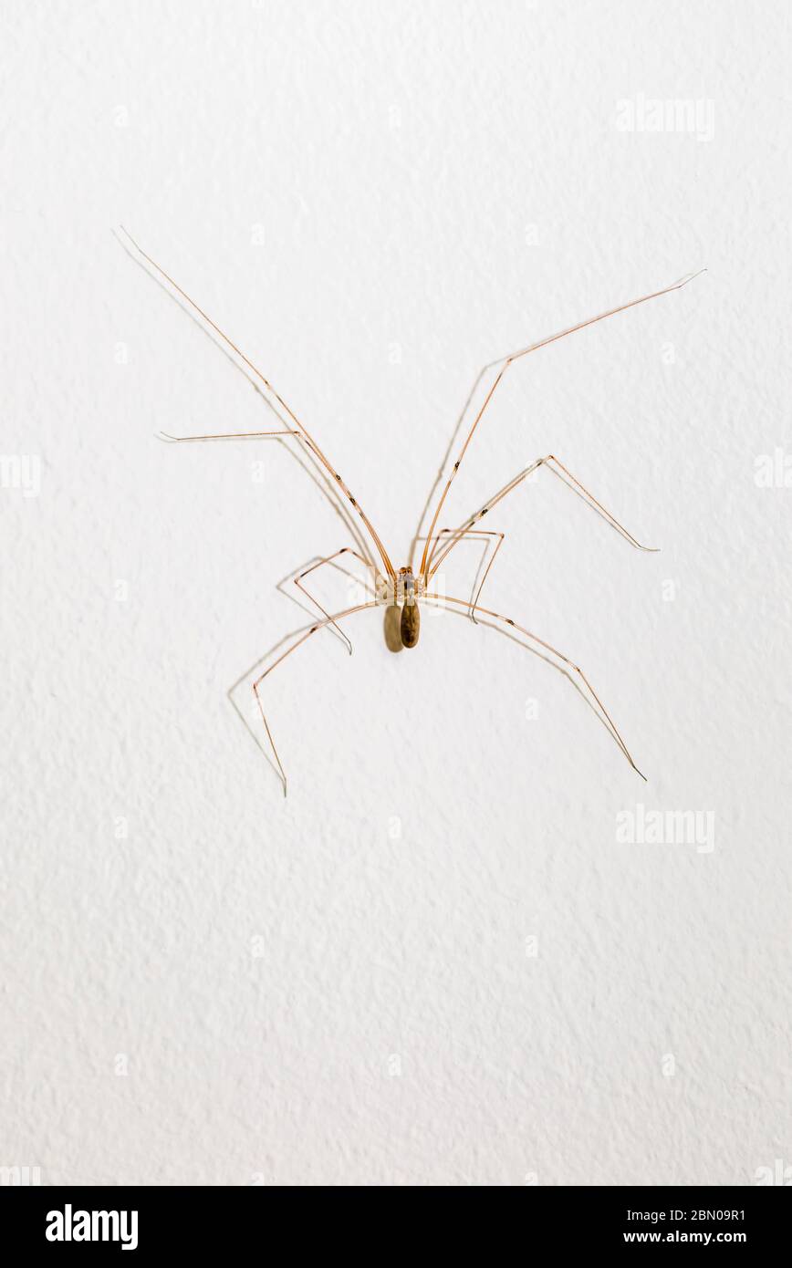 Daddy long-legs spider (Pholcus phalangioides) or longbodied cellar ...