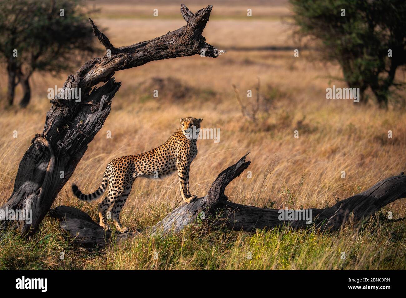 Cheetah in golden light hi-res stock photography and images - Alamy