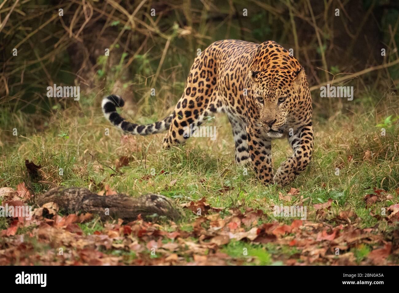 African leopards hi-res stock photography and images - Alamy