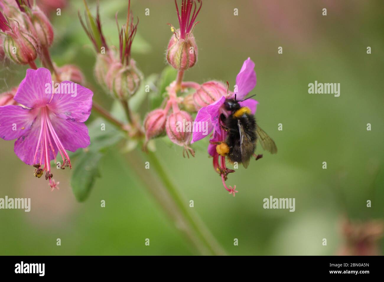 Garden BUMBLE BEE Stock Photo - Alamy