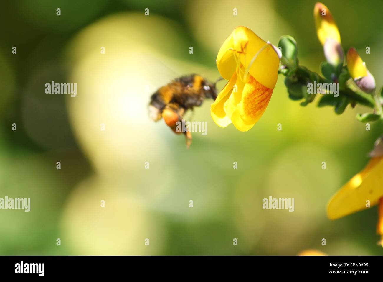 Garden BUMBLE BEE Stock Photo - Alamy