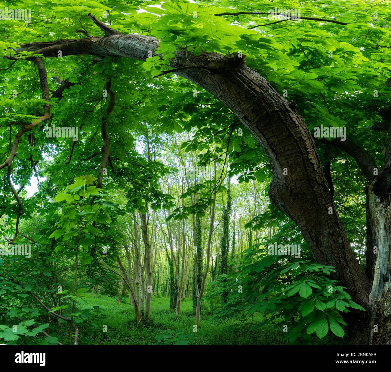 Biogeochemical cycle hi-res stock photography and images - Alamy