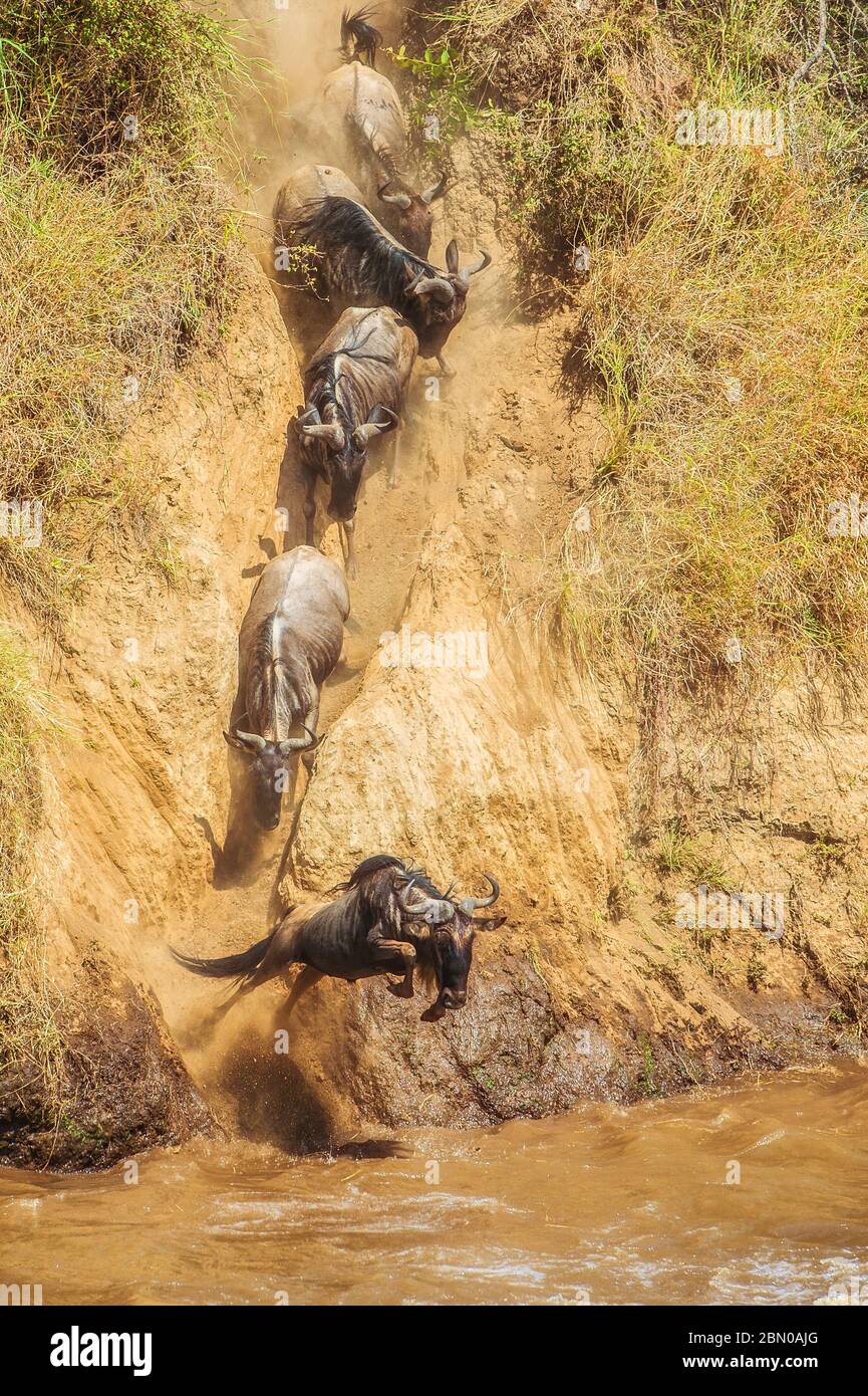 Ndutu migration hi-res stock photography and images - Alamy