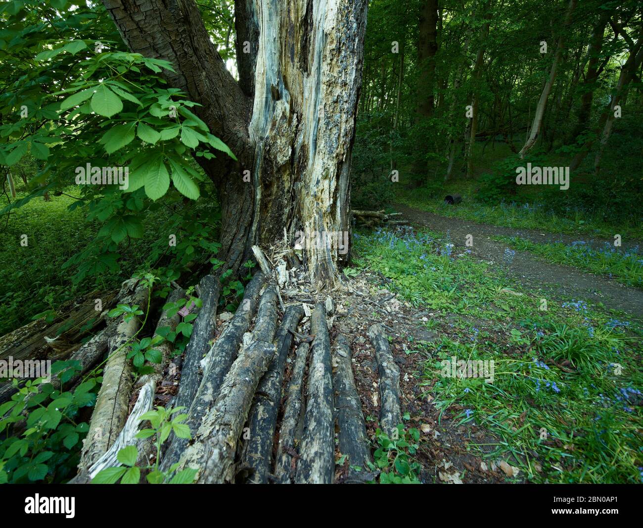 Landscape with damaged Horse Chestnut tree overcoming adversity to put ...