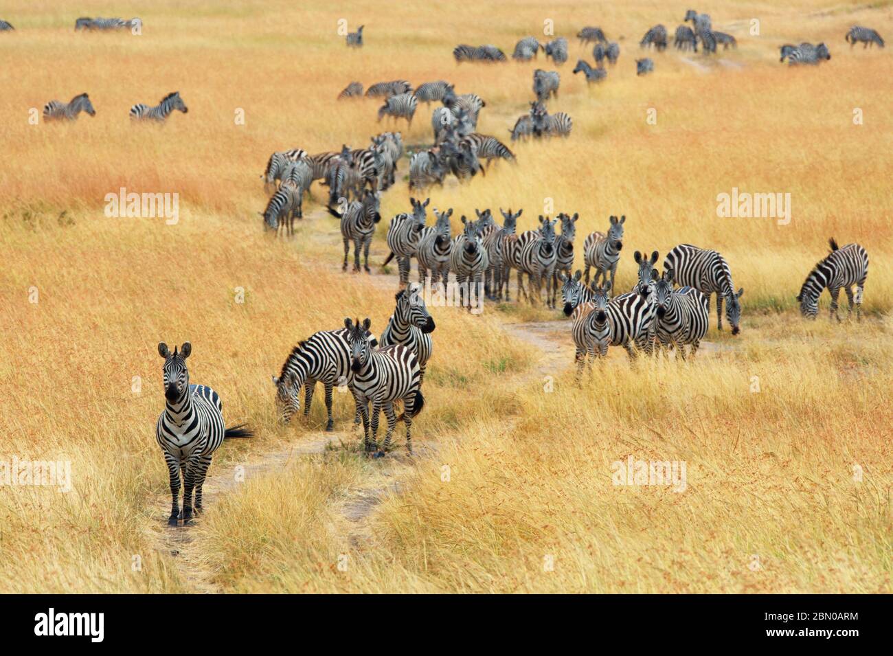 Migrating zebras hi-res stock photography and images - Alamy Migrating zebras hi-res stock photography and images - Alamy