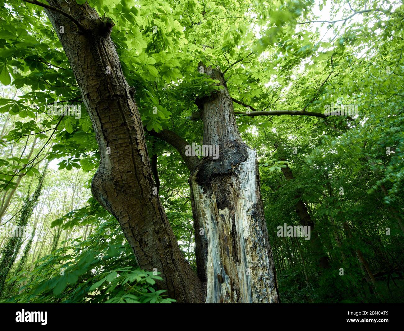 Biogeochemical cycle hi-res stock photography and images - Alamy