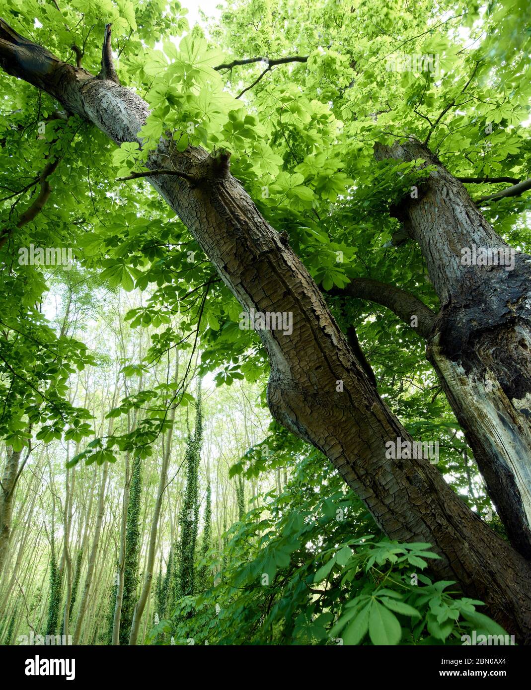 Biogeochemical cycle hi-res stock photography and images - Alamy