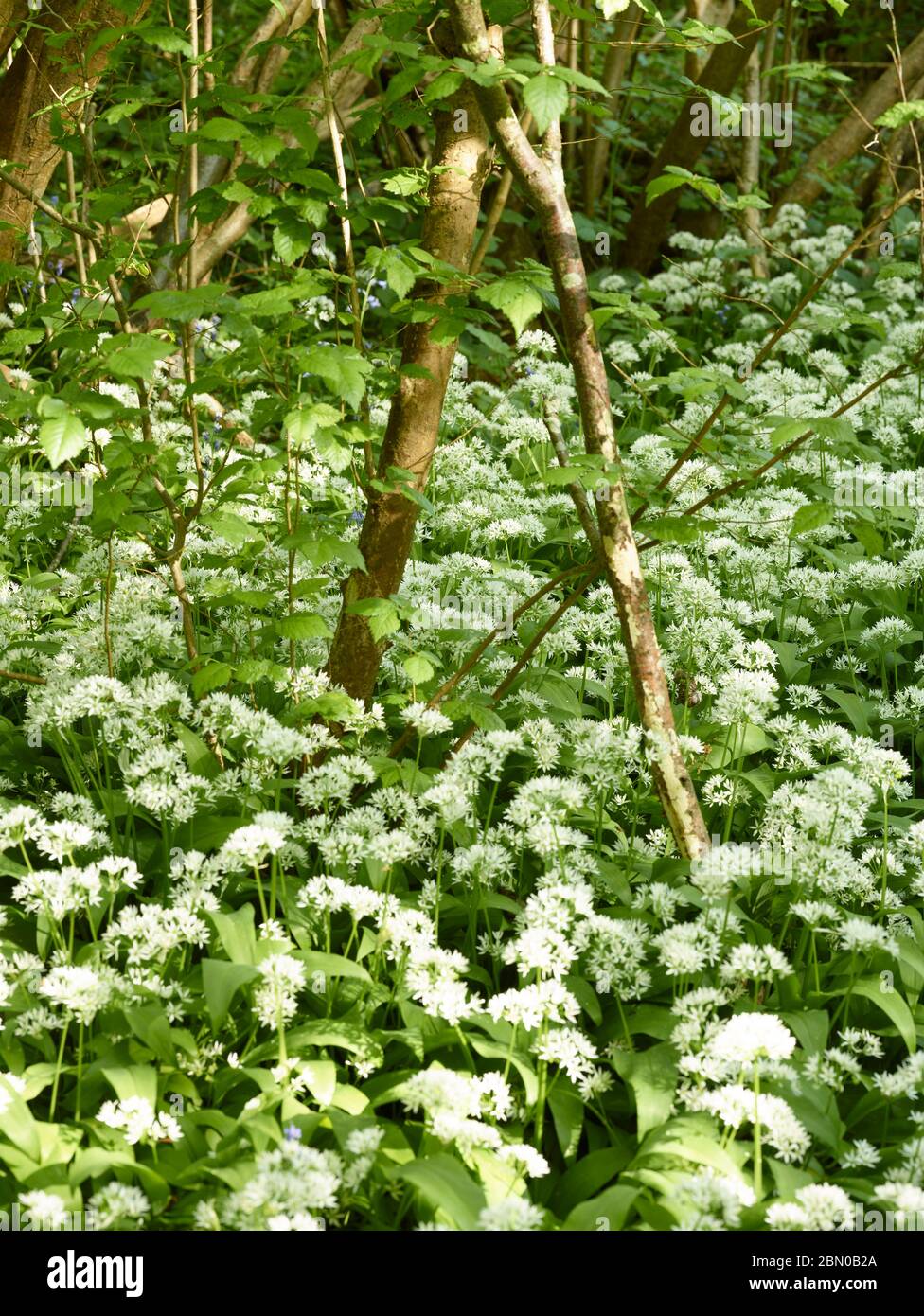 Ancient woodland indicator species hi-res stock photography and images ...