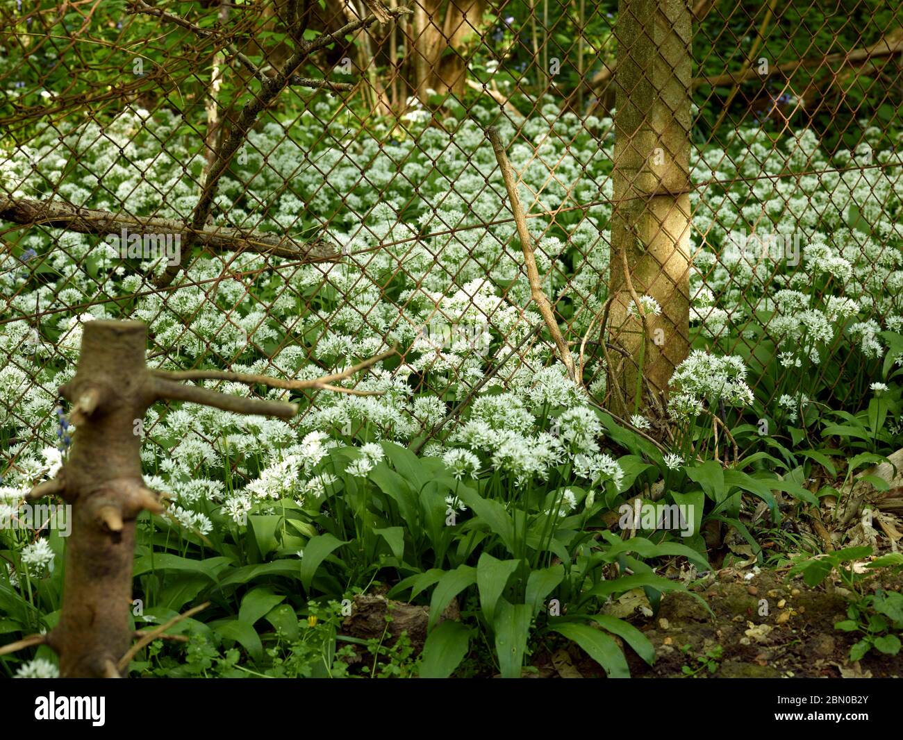 Ransom (Allium ursinum) or wild garlic, free food, growing naturally in ...
