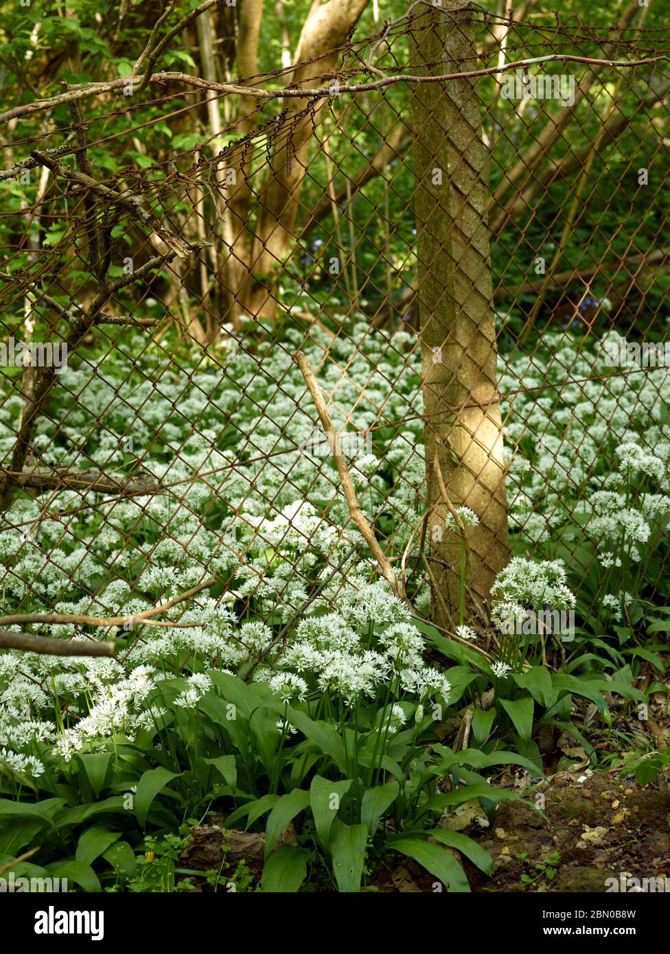 Ransom (Allium ursinum) or wild garlic, free food, growing naturally in ...