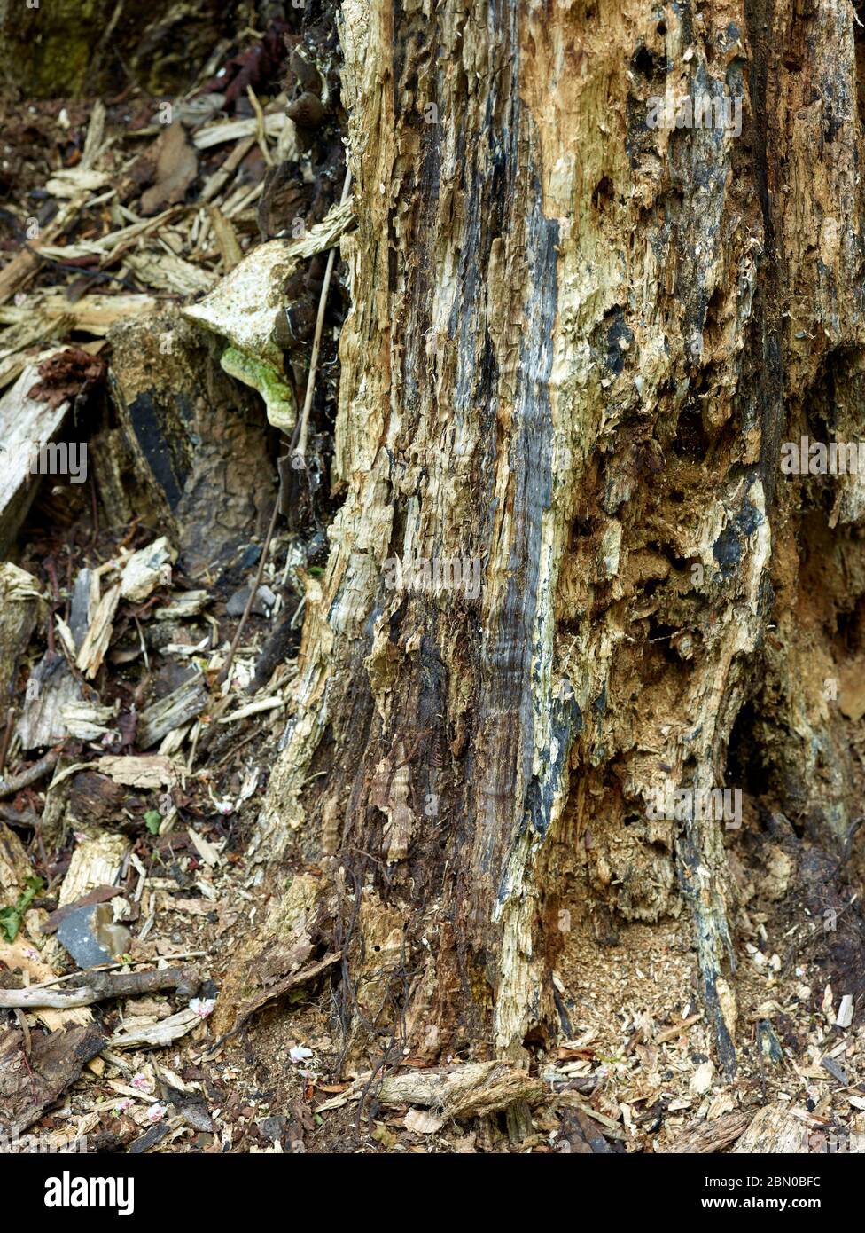 Highly textured damaged Horse Chestnut tree trunk, natural still-life ...