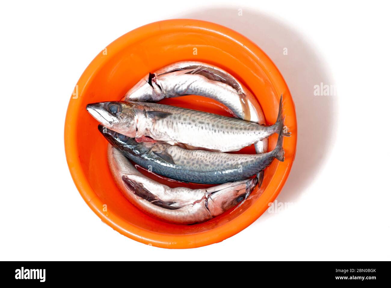 Atlantic Chub Mackerel High Resolution Stock Photography and Images - Alamy