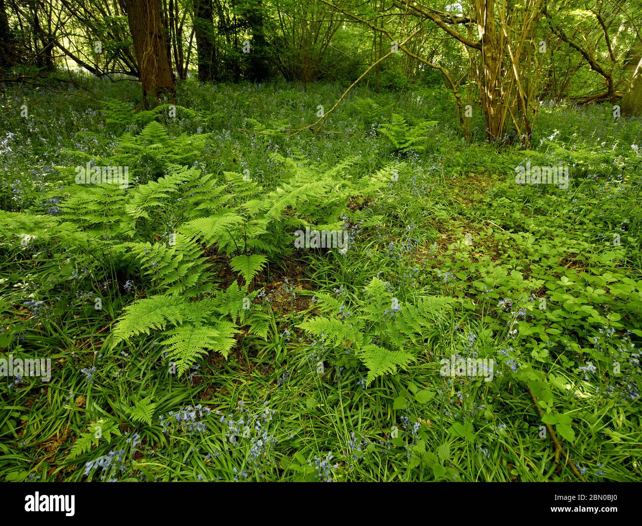 Ferns clumps pushing up new fronz in woodland in the spring sunshine ...