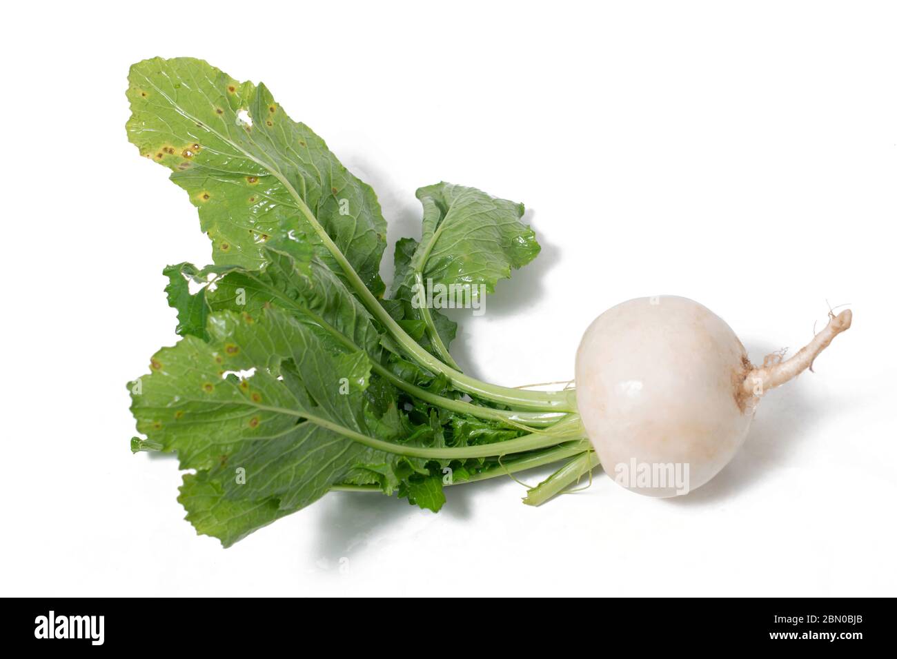fresh organic white turnip root from the grocery market isolated on a ...