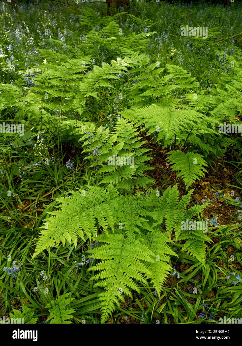Ferns clumps pushing up new fronz in woodland in the spring sunshine ...