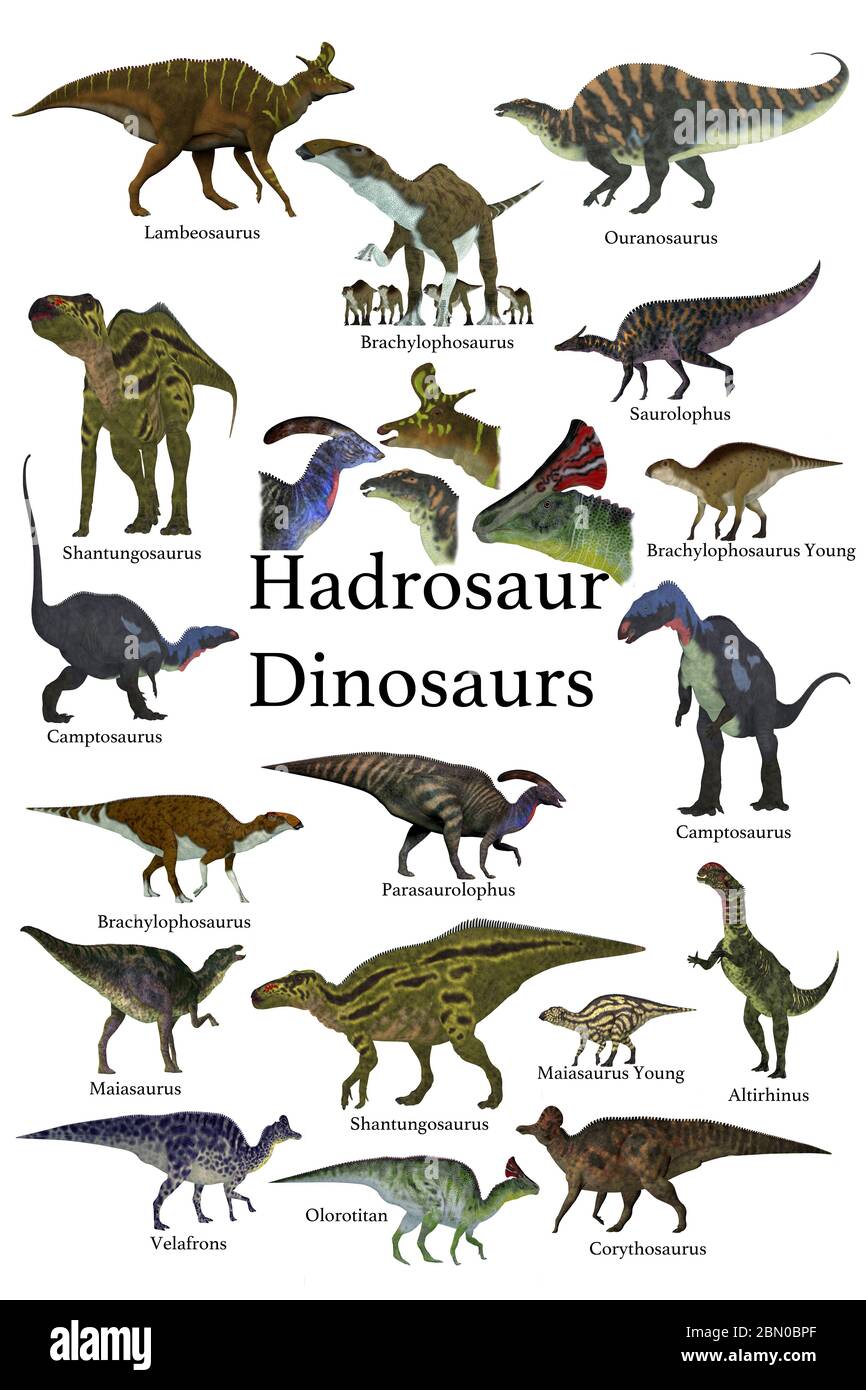 Duck Billed Dinosaur Duck Billed Dinosaur
