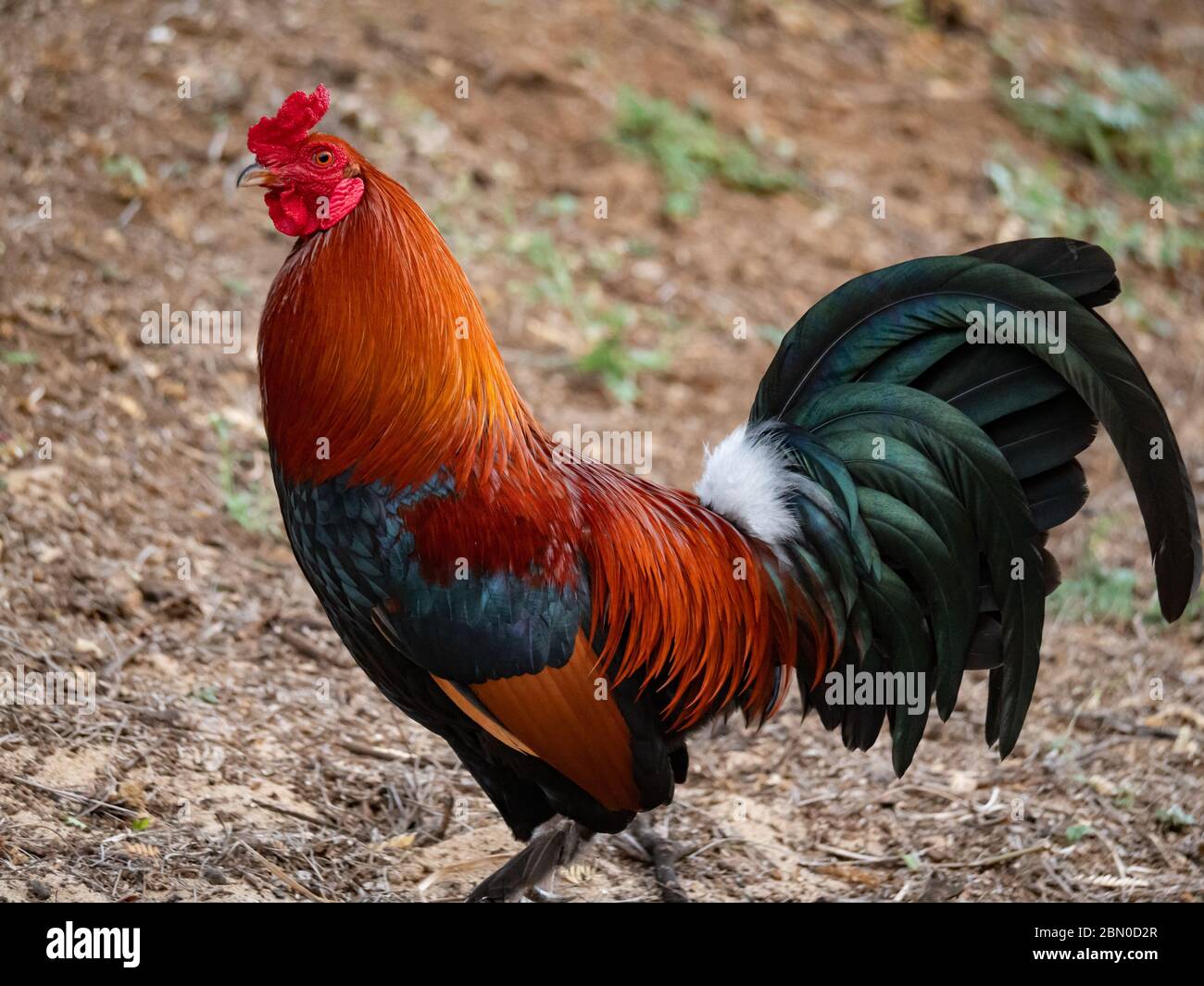 Big and small rooster hi-res stock photography and images - Alamy