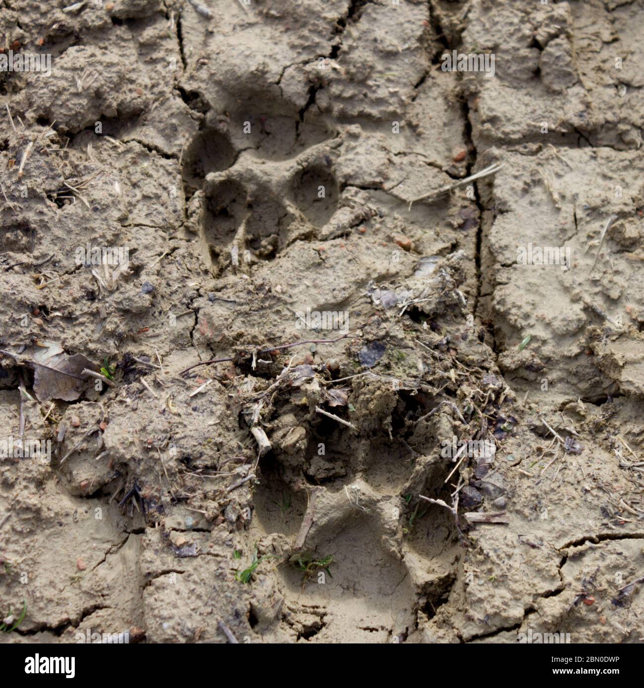 Imprinted footprint hi-res stock photography and images - Alamy