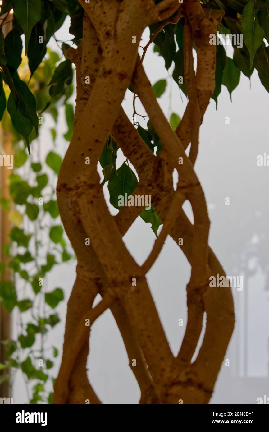 weaving of ficus branches Stock Photo - Alamy