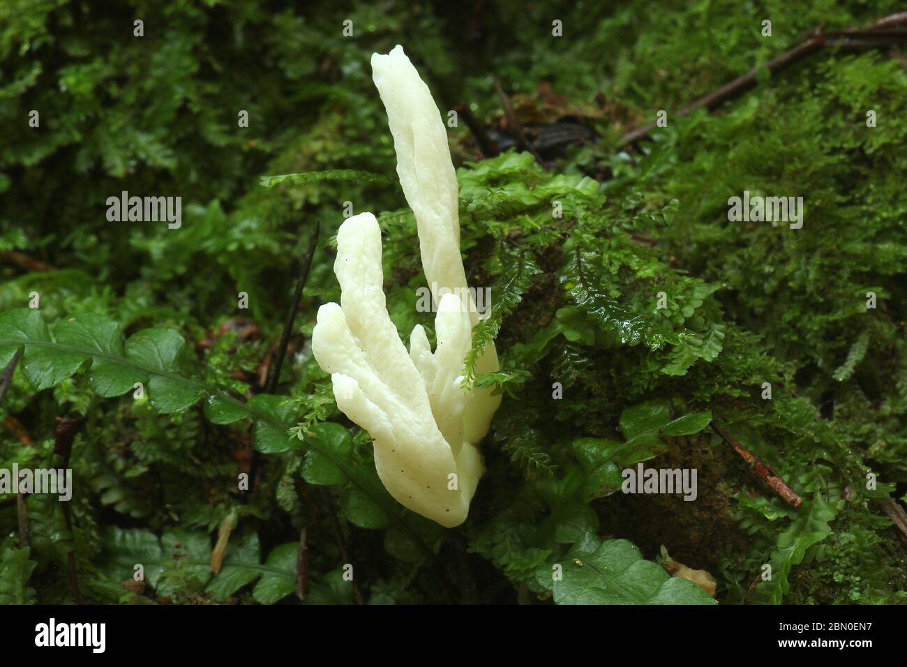 Wrinkled club fungus (Clavulina rugosa Stock Photo - Alamy