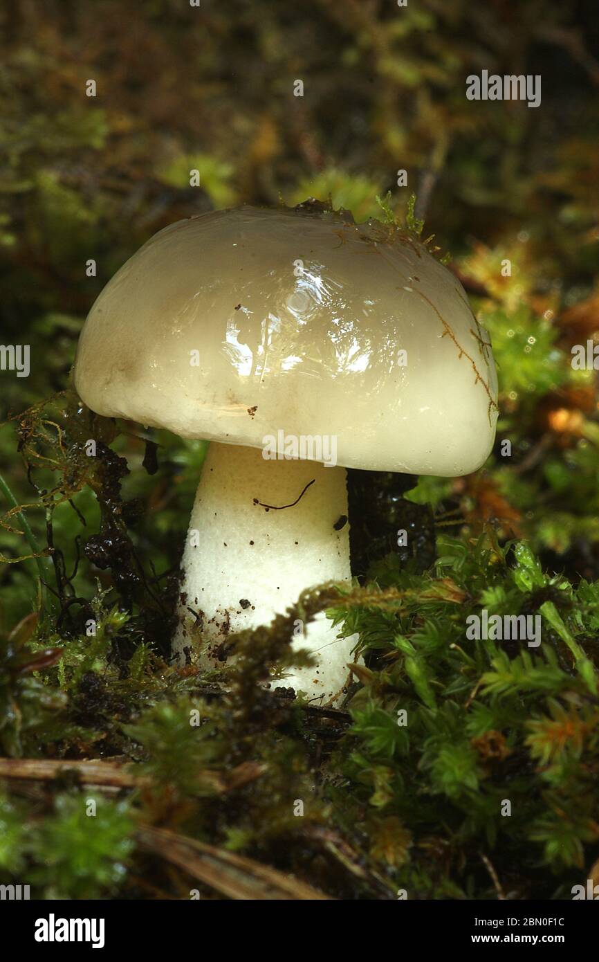 Death cap mushroom hi-res stock photography and images - Alamy