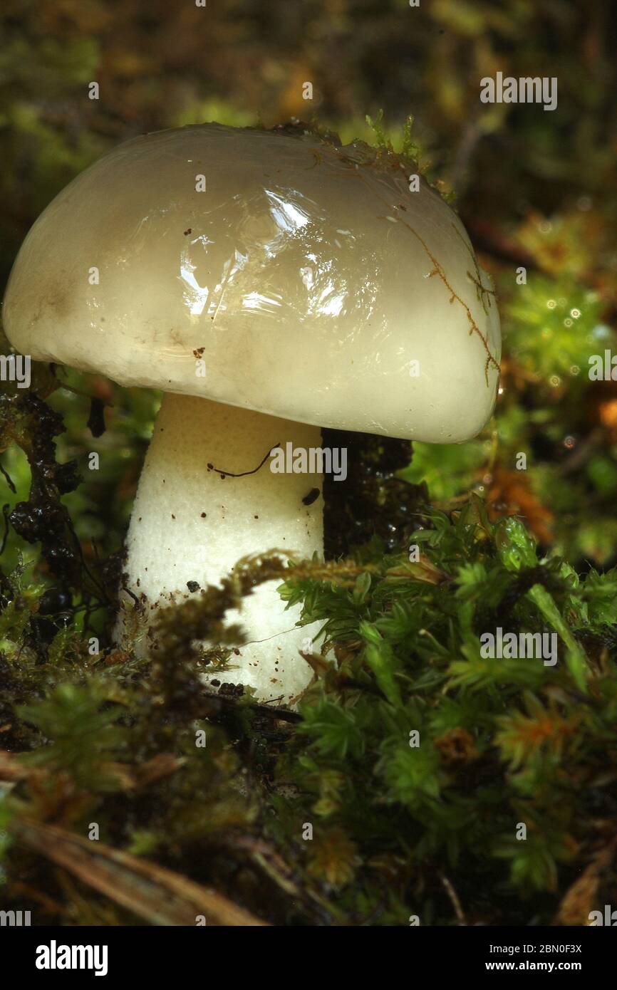 Death cap mushroom hi-res stock photography and images - Alamy