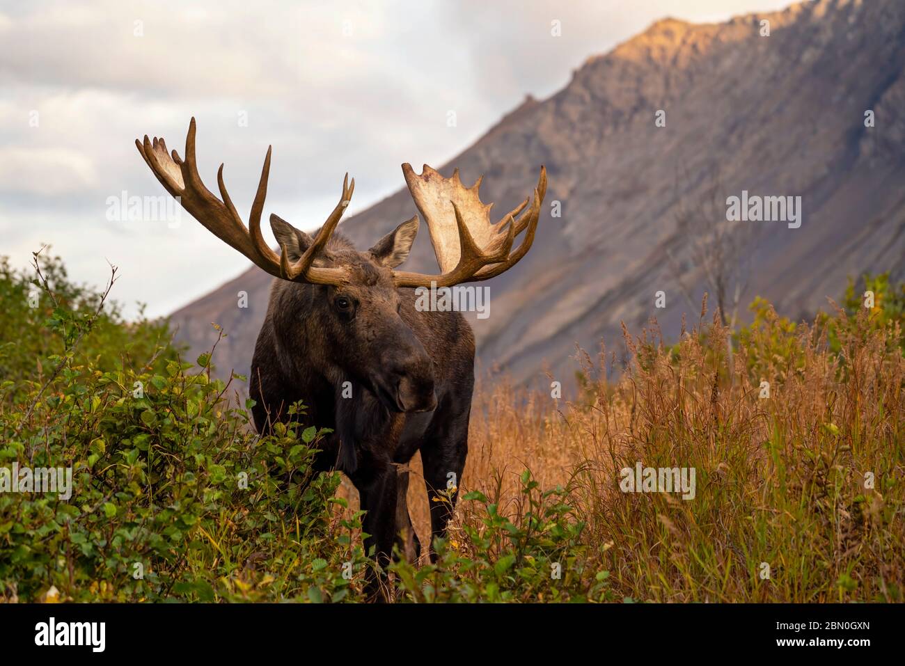 Huge bull moose posing Stock Photo - Alamy
