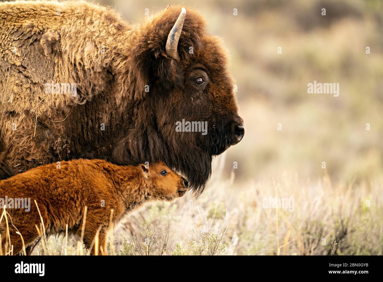 Buffalo calf birth hi-res stock photography and images - Alamy