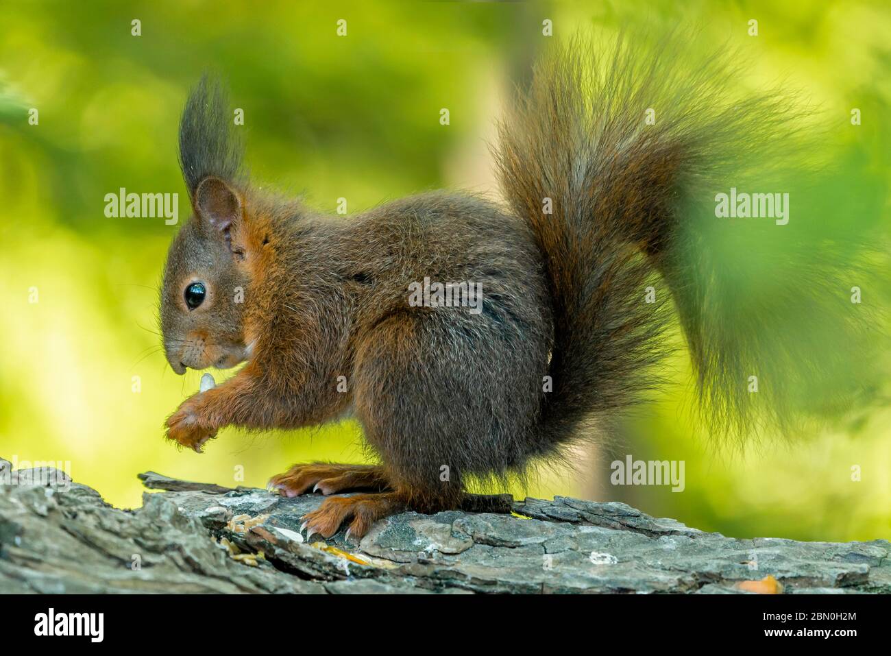 Squirrel sitting eating on tree hi-res stock photography and images - Alamy