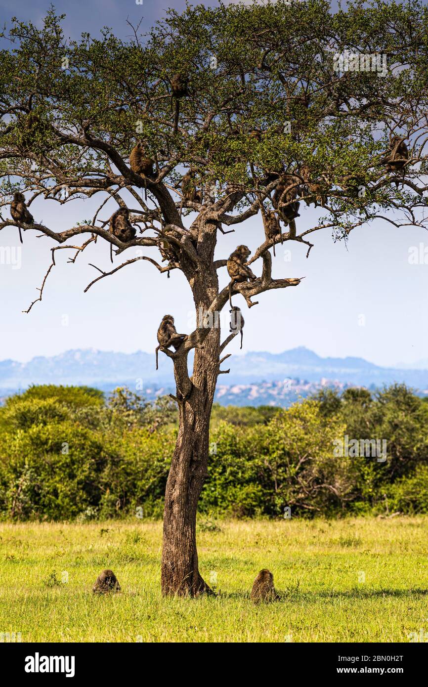 Herd Yellow baboons (Papio cynocephalus) sitting in a tree, Serengeti ...