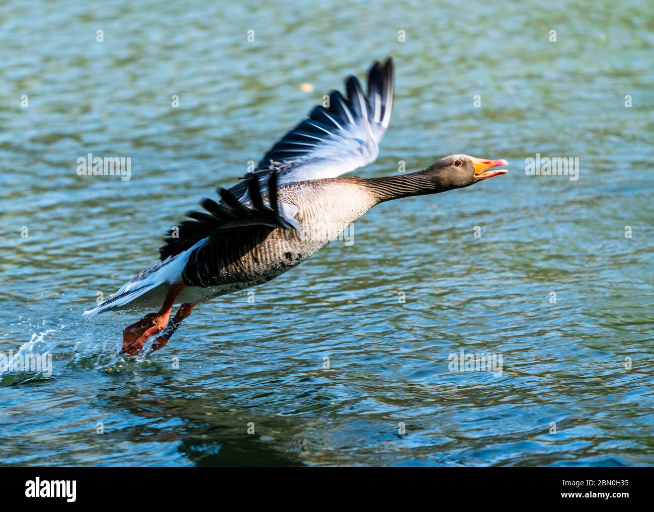 Greylag goose (Anser anser), starts from the water, Germany Stock Photo ...
