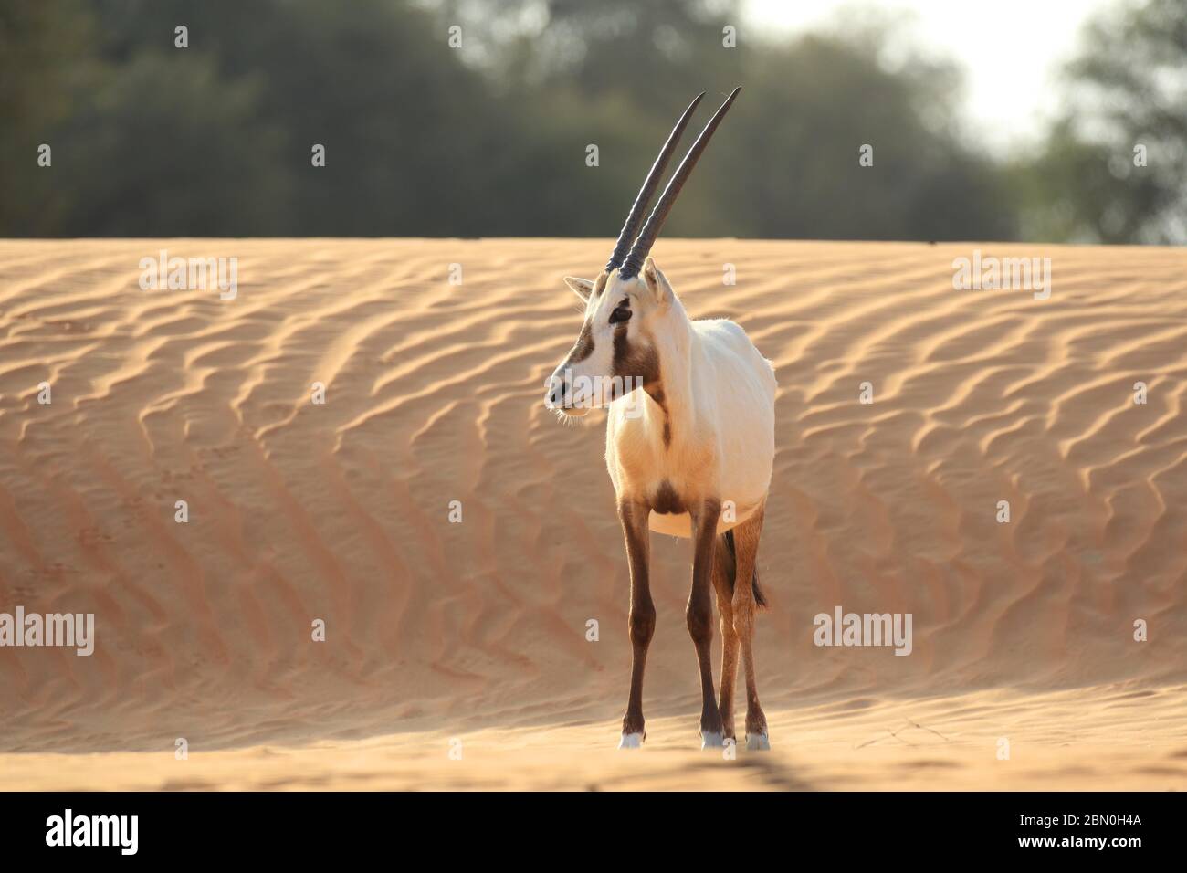 Arabian oryx oryx leucoryx on sand dune in the desert hi-res stock ...