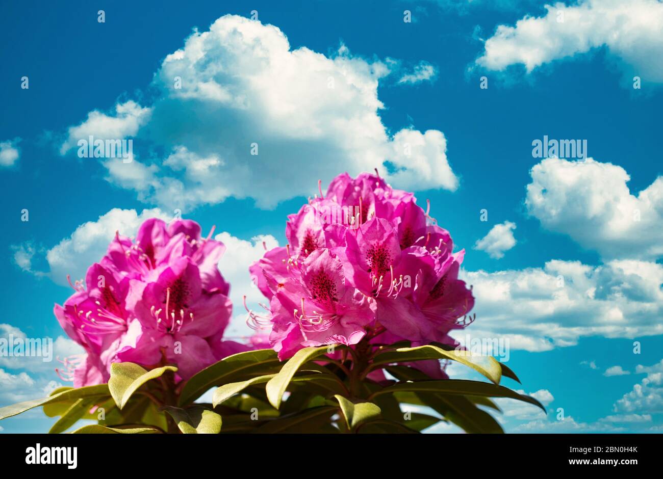 Washington State Native rhododendron flowers blooming during springtime ...