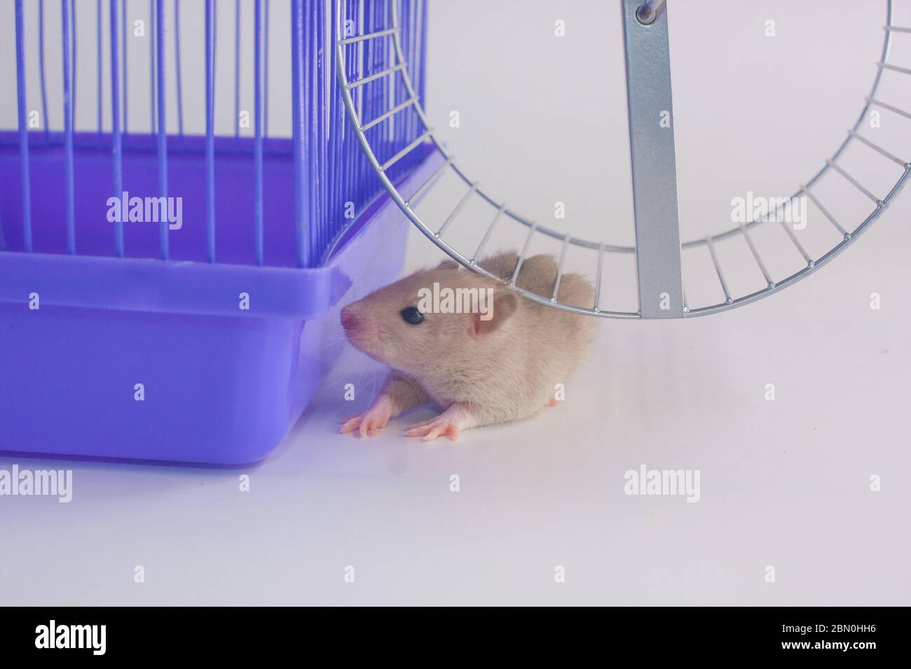 Isolation do it yourself concept. Coveid-19 pandemic prevention ...