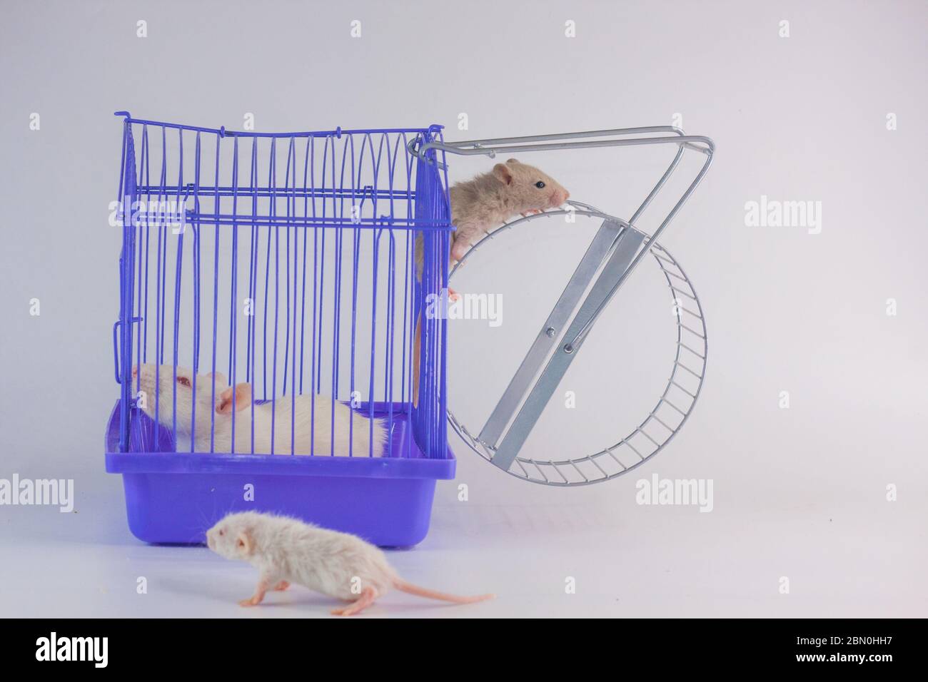 Isolation do it yourself concept. Coveid-19 pandemic prevention ...