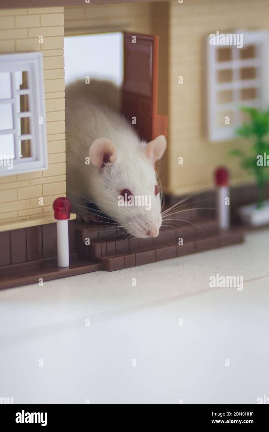 Isolation do it yourself concept. Coveid-19 pandemic prevention ...