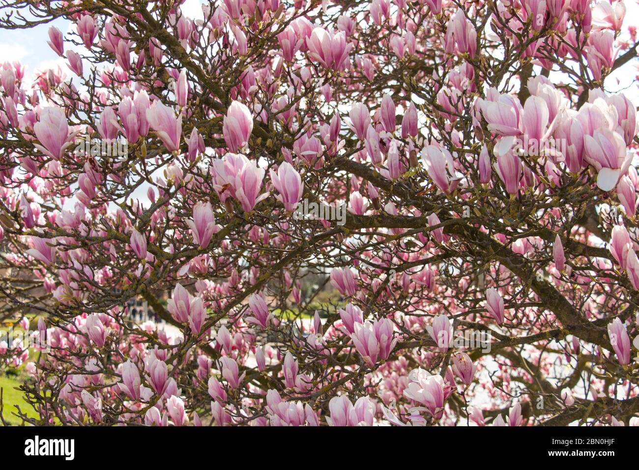Magnolia tree in pink Flowers, Magnolioideae of the family Magnoliaceae ...