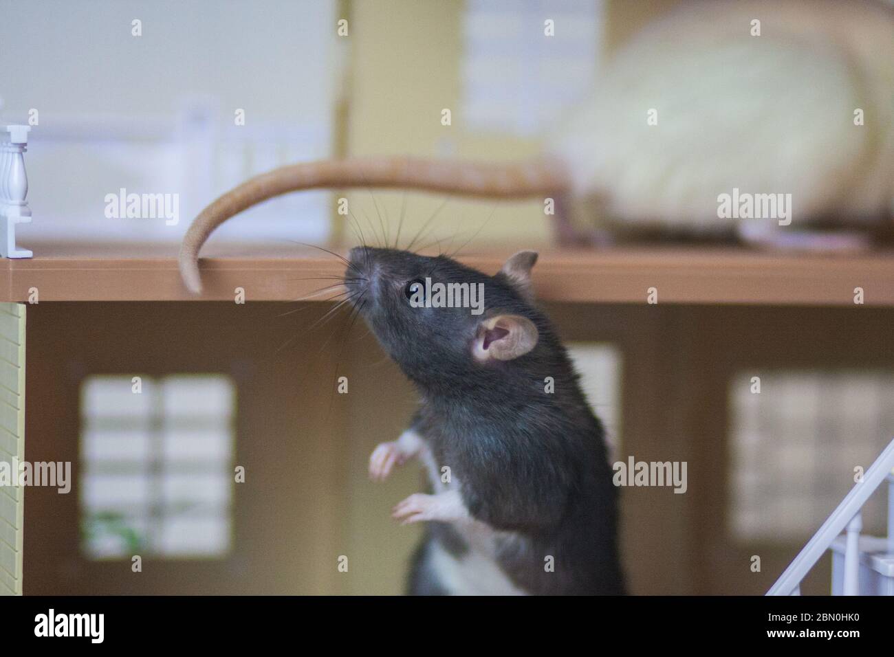 Isolation do it yourself concept. Coveid-19 pandemic prevention ...