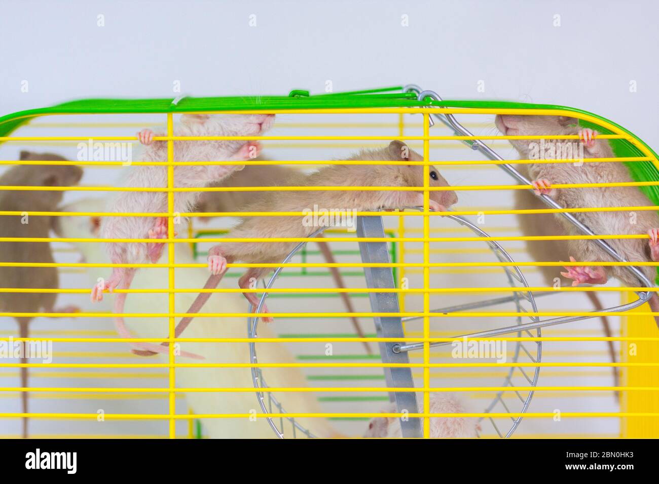 Isolation do it yourself concept. Coveid-19 pandemic prevention ...