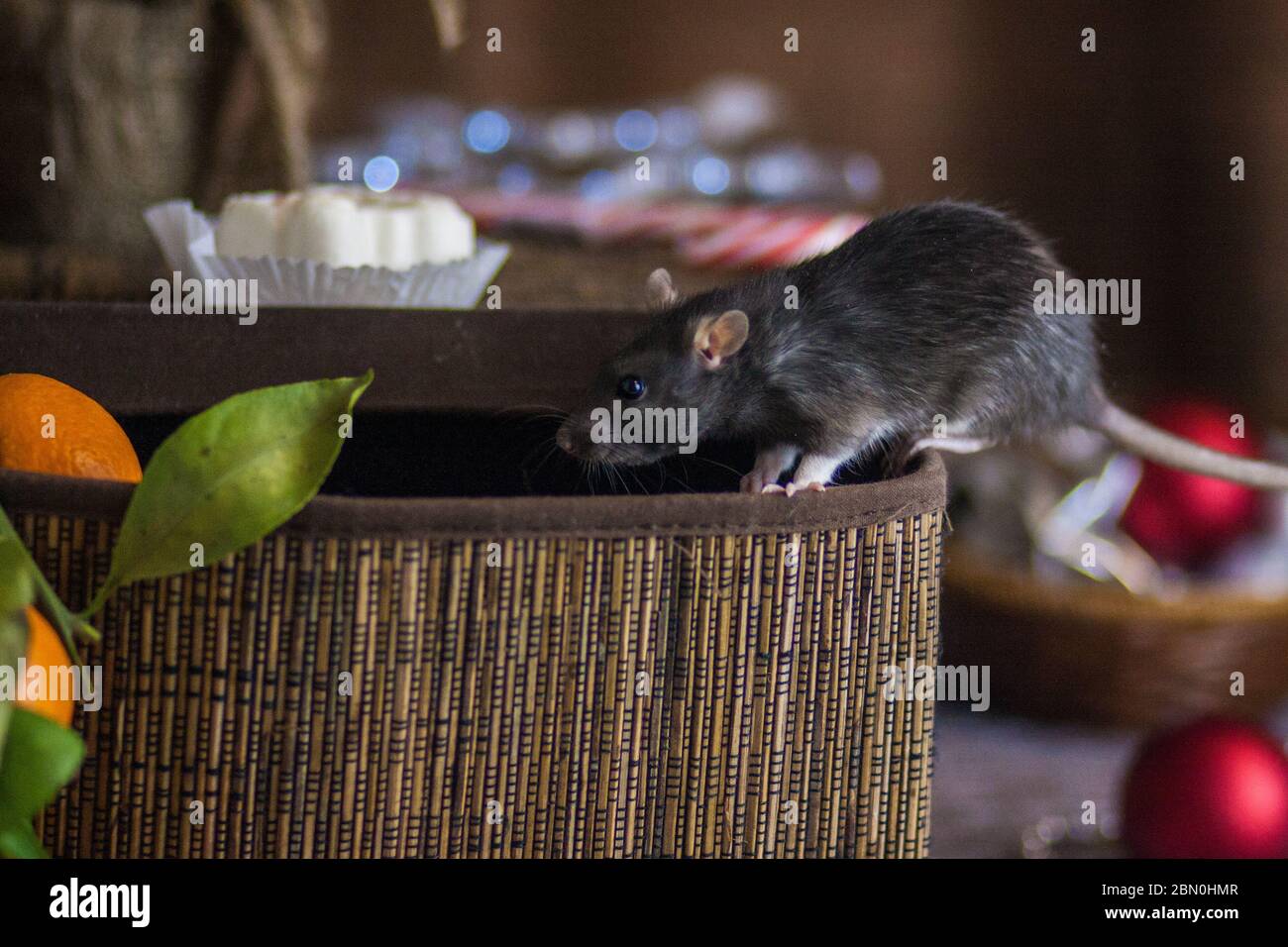 Isolation do it yourself concept. Coveid-19 pandemic prevention ...