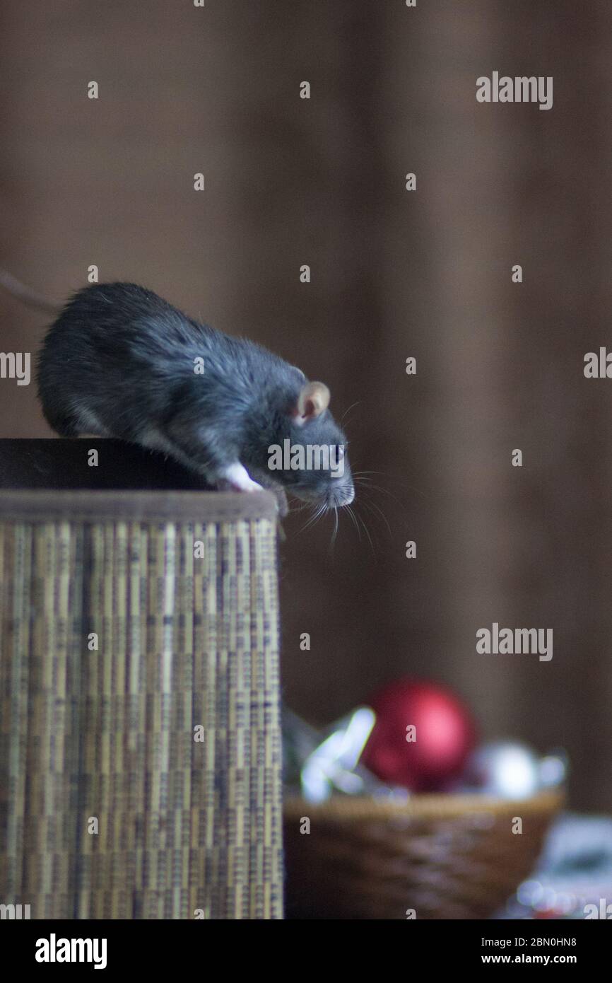 Isolation do it yourself concept. Coveid-19 pandemic prevention ...