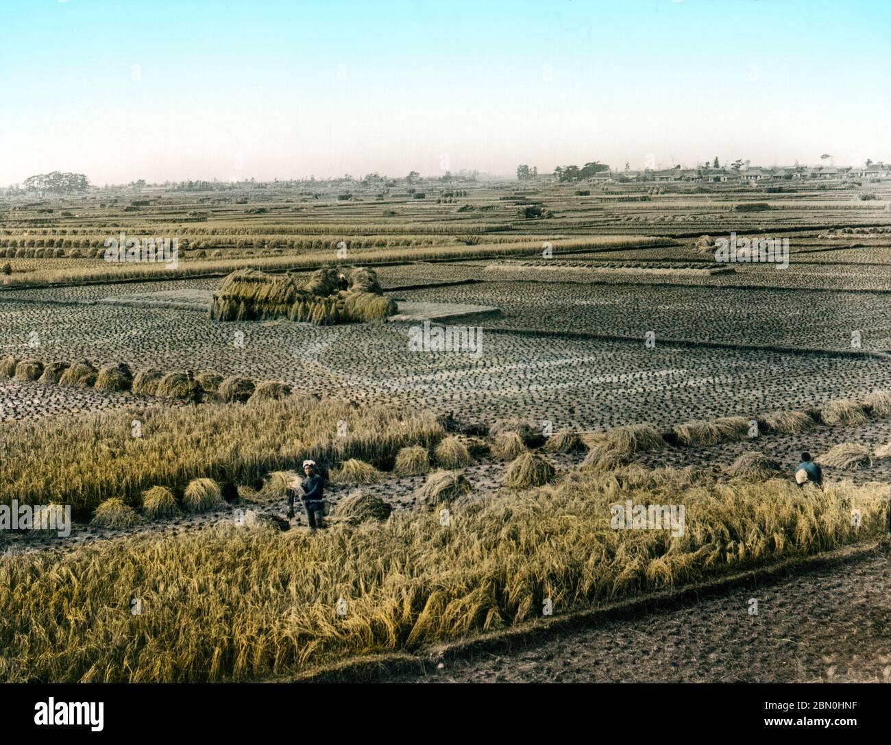 1890s agriculture hi-res stock photography and images - Alamy