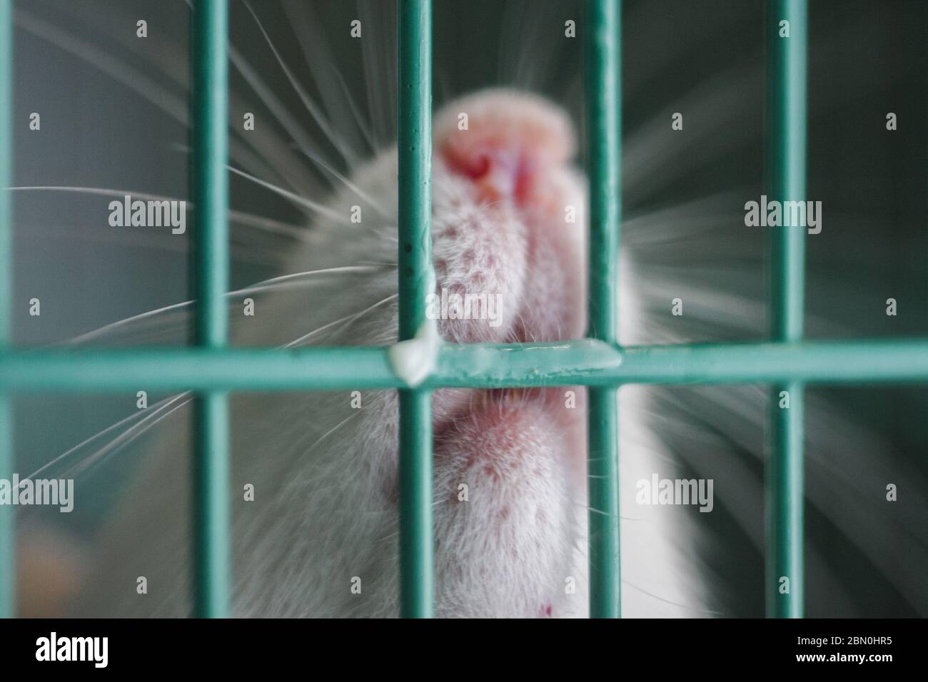 Virus isolation concept. Rat behind the green bars Stock Photo - Alamy