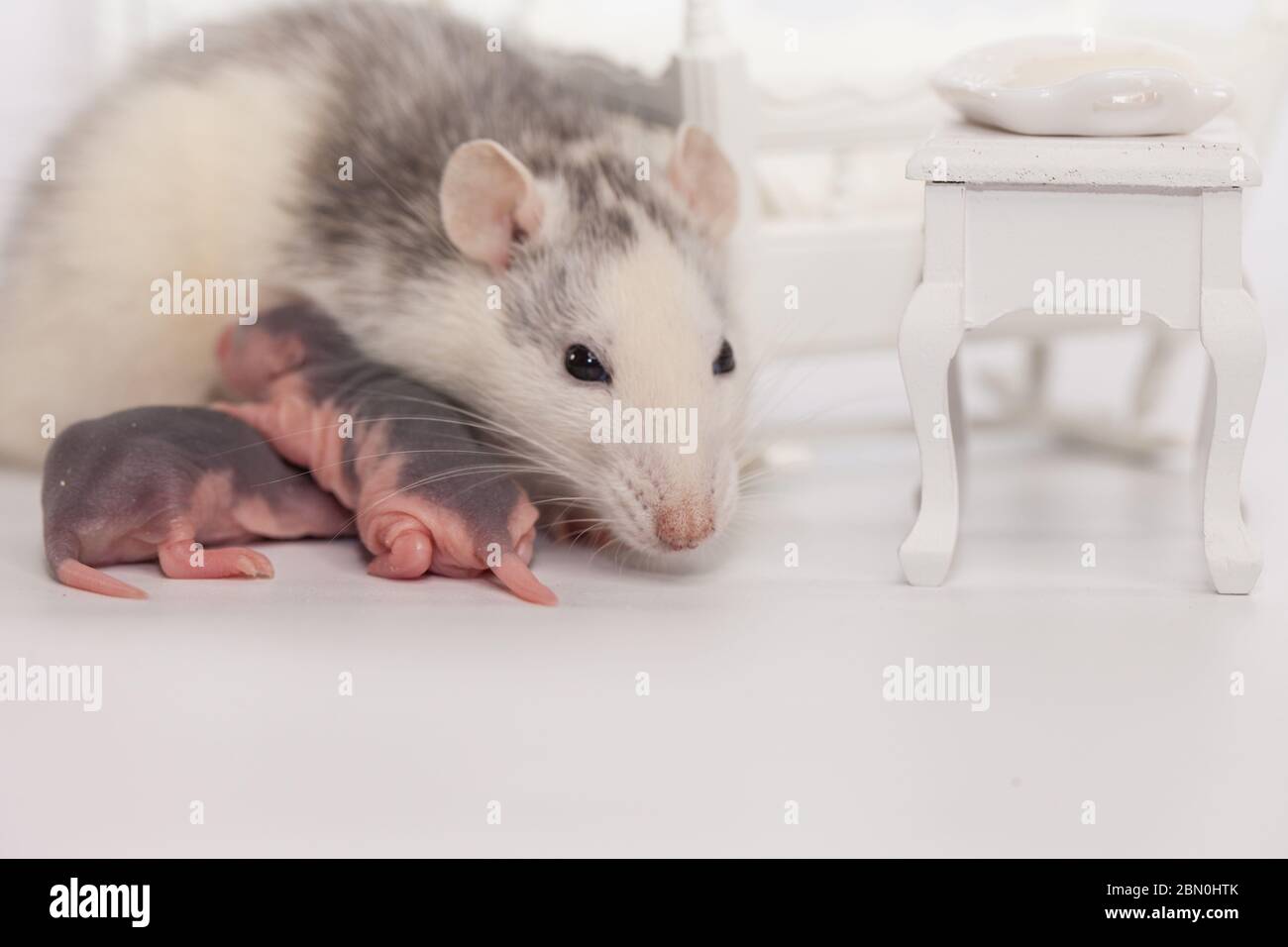 Virus isolation concept. Rat mom and her little bald children in a ...