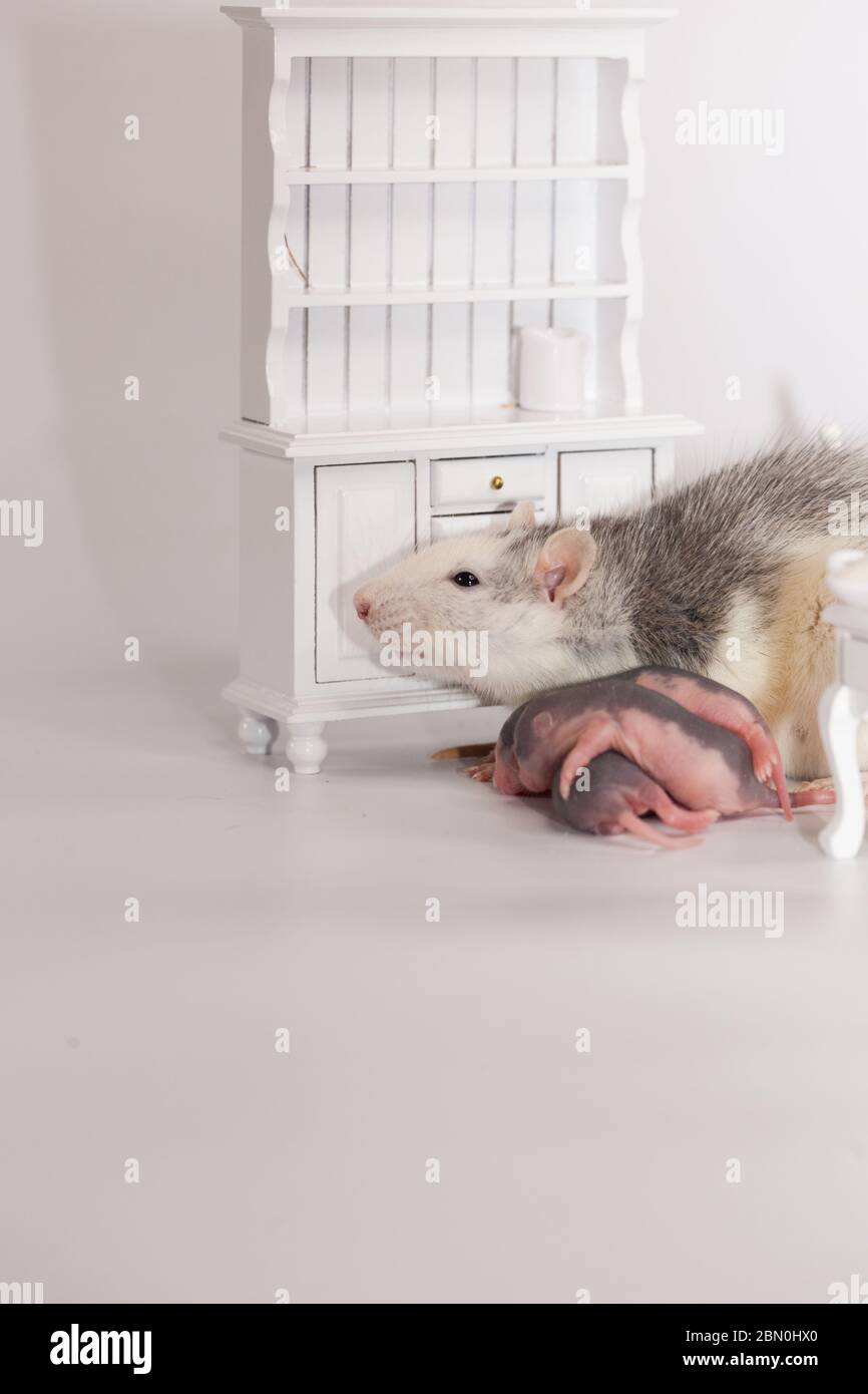 Virus isolation concept. Rat mom and her little bald children in a ...