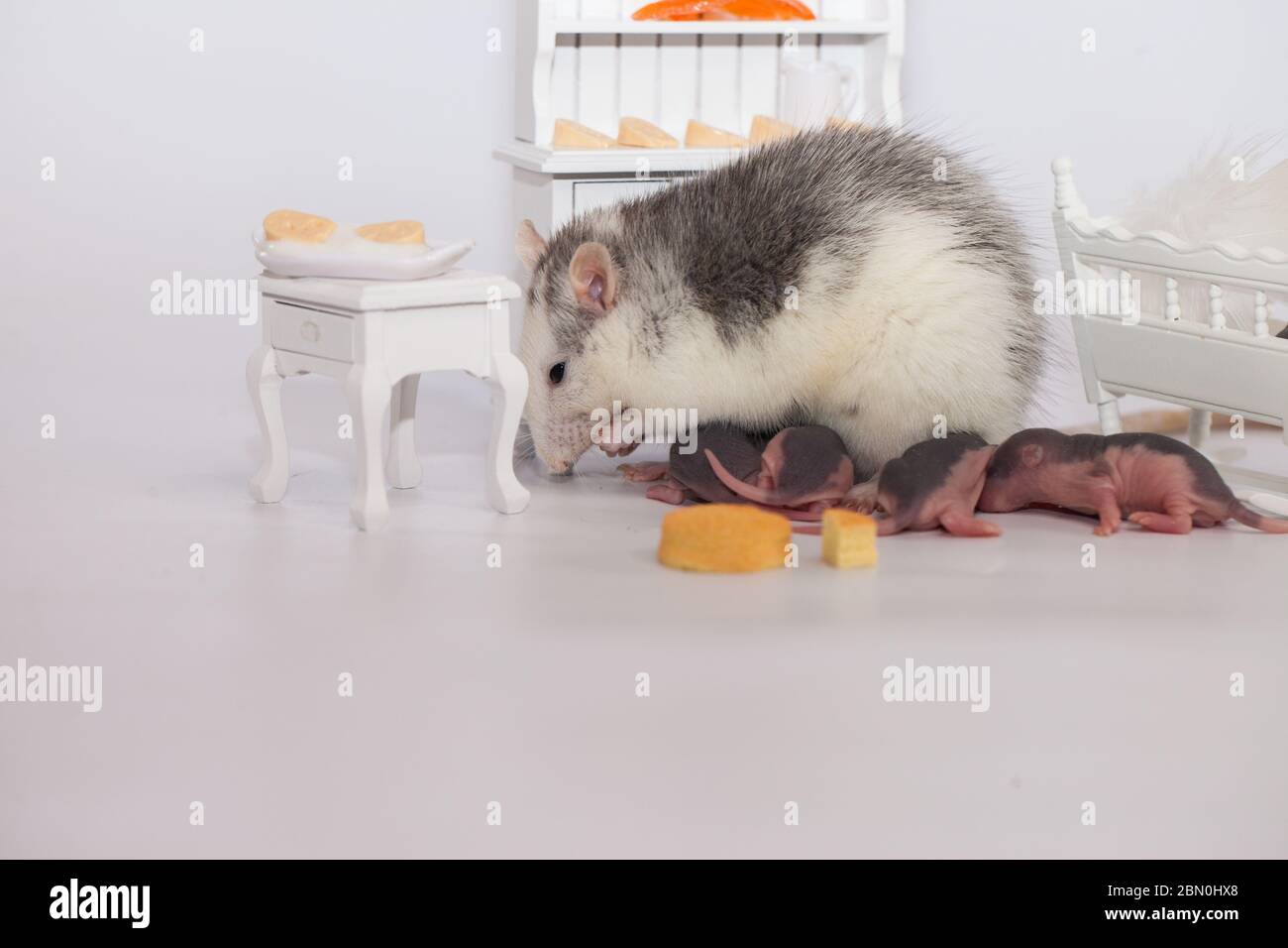 Virus isolation concept. Rat mom and her little bald children in a ...