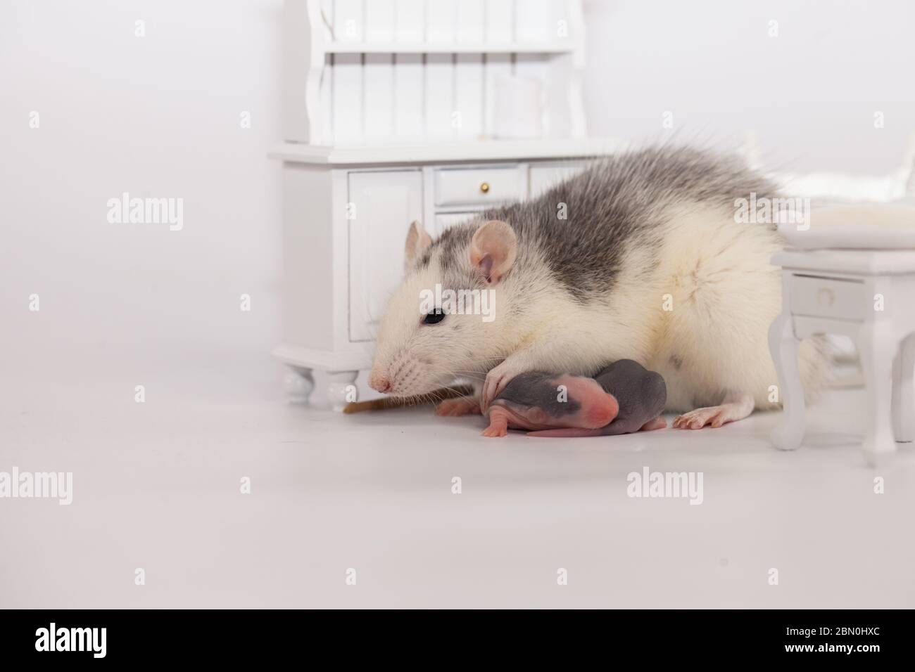 Virus isolation concept. Rat mom and her little bald children in a ...